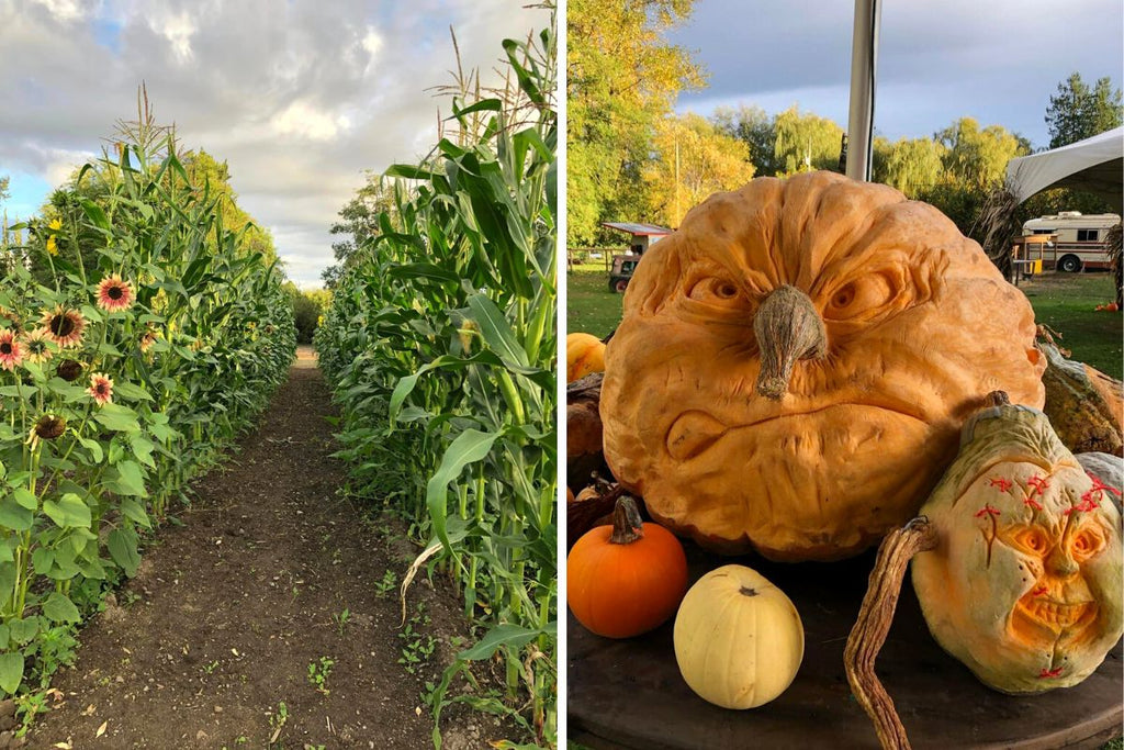 Fall at Hazelmere: Vibrant Pumpkin Patch + Mini Corn Maze – STRUB ...
