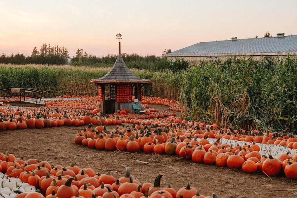 Fall at Taves Farm: Thrilling Mazes + Magical Pumpkin Patch – STRUB ...