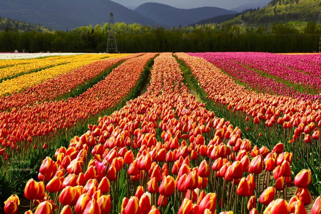 Tulip Festivals to Explore That are Within 2 Hours of Vancouver – STRUB ...