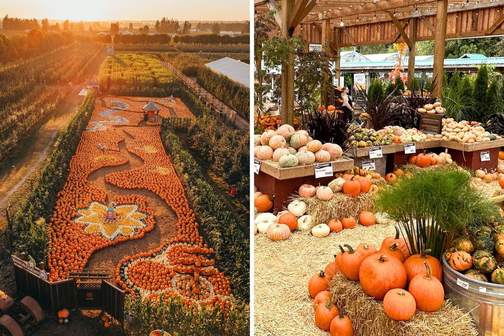 17 FREE + Fun Charming Pumpkin Patches In Metro Vancouver – STRUB ...